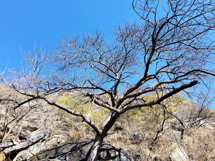 Hiking the Tsodilo Hills: Exploring ancient rock art in Botswana ...